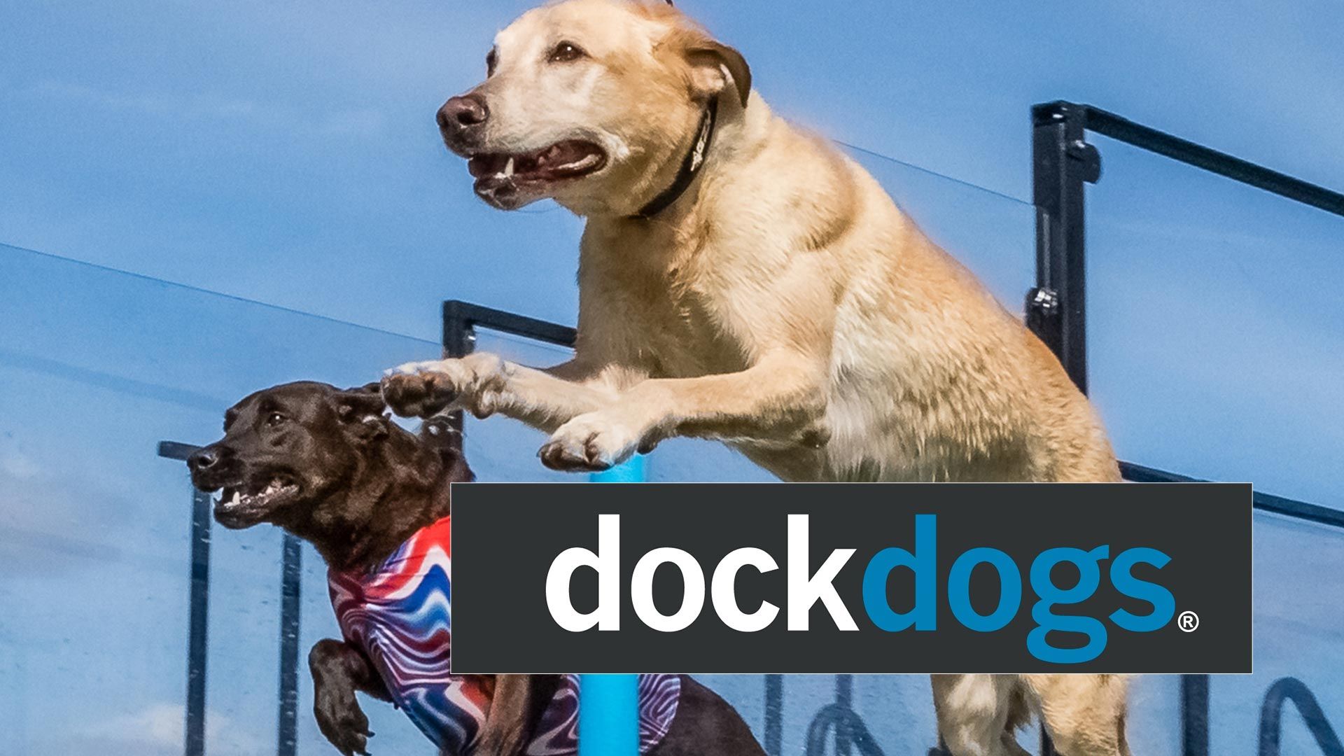 Dock Dogs