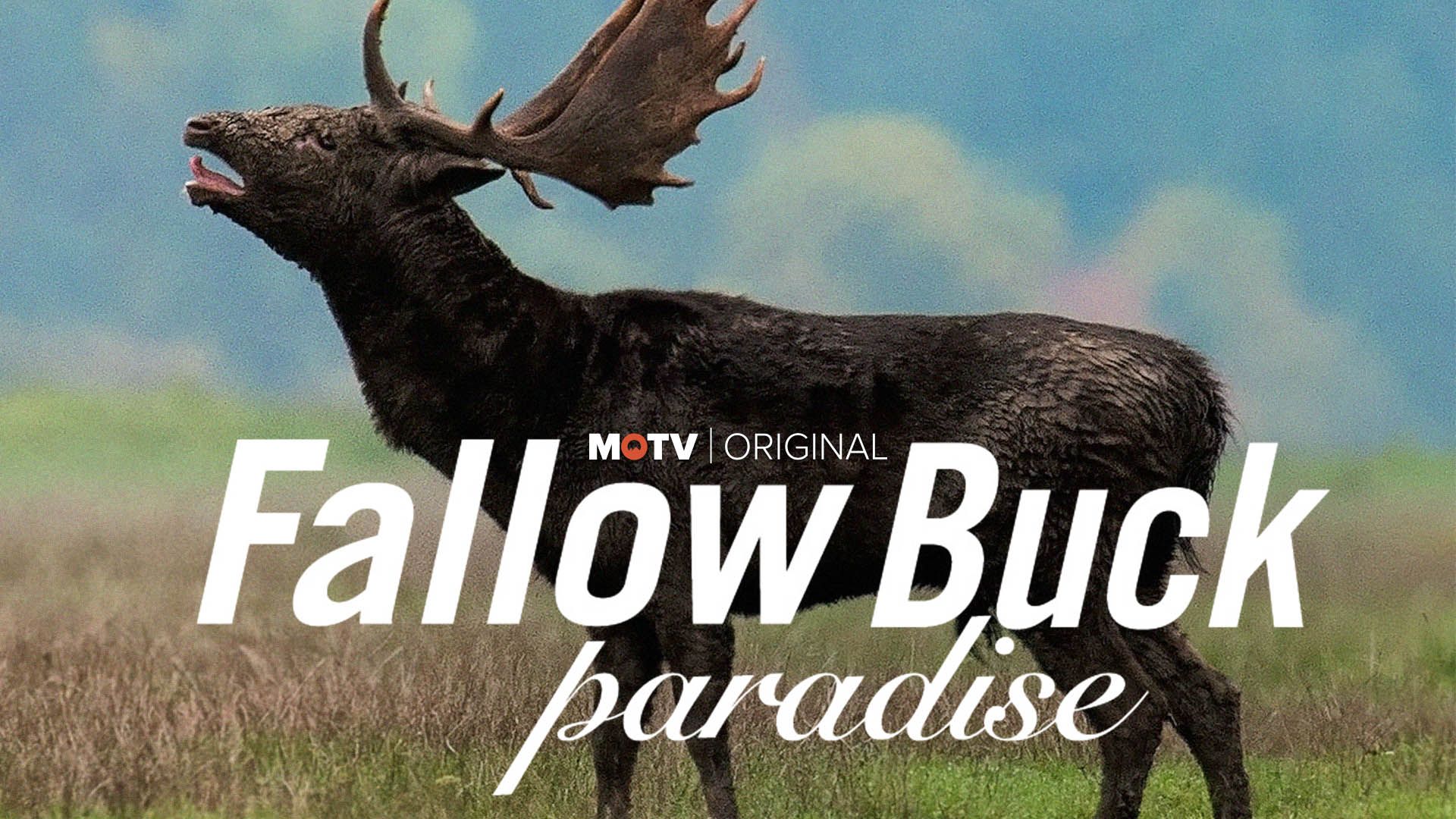 Fallow Buck Paradise