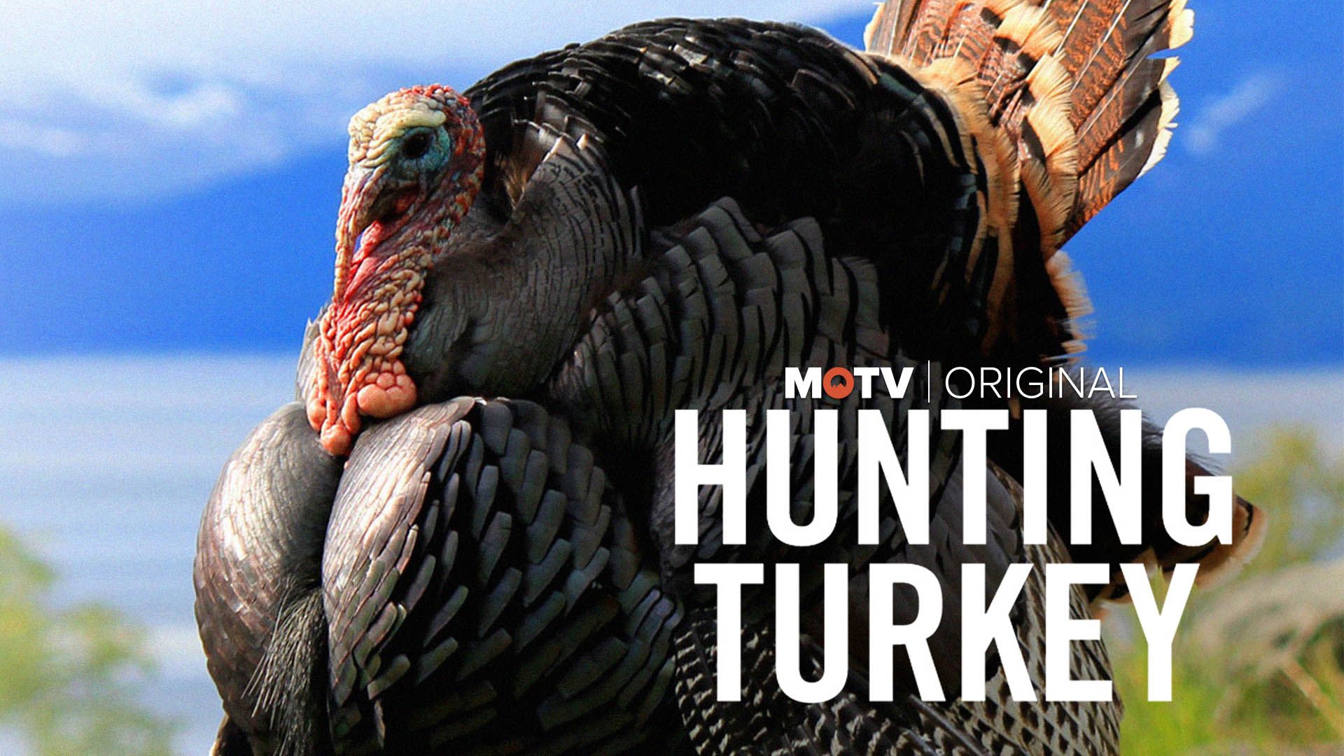 Hunting Turkey